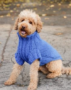 12 Knitted Dog Sweater Free Patterns - Knit-Knit